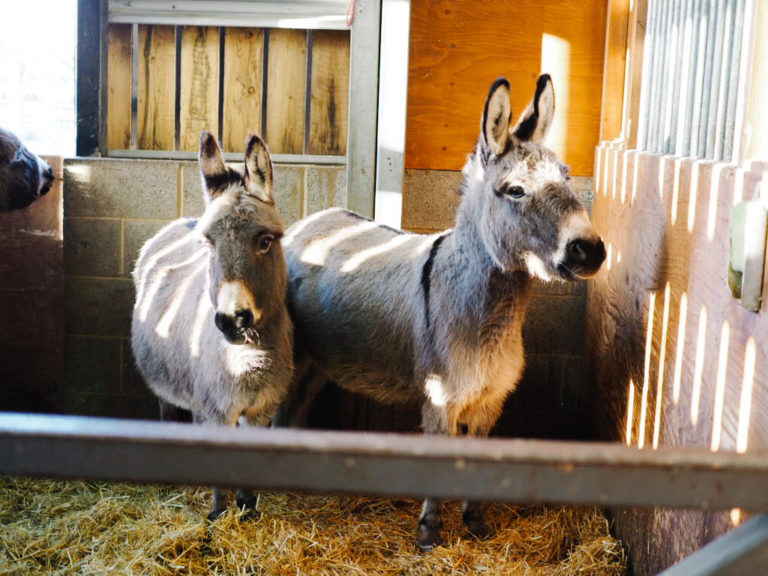 Barleyland Farm | Tiptree tearoom - fun for all ages | the food connoisseur