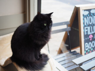 Shiba Inus With Love: London’s First Shiba Inu Dog Café | the food ...