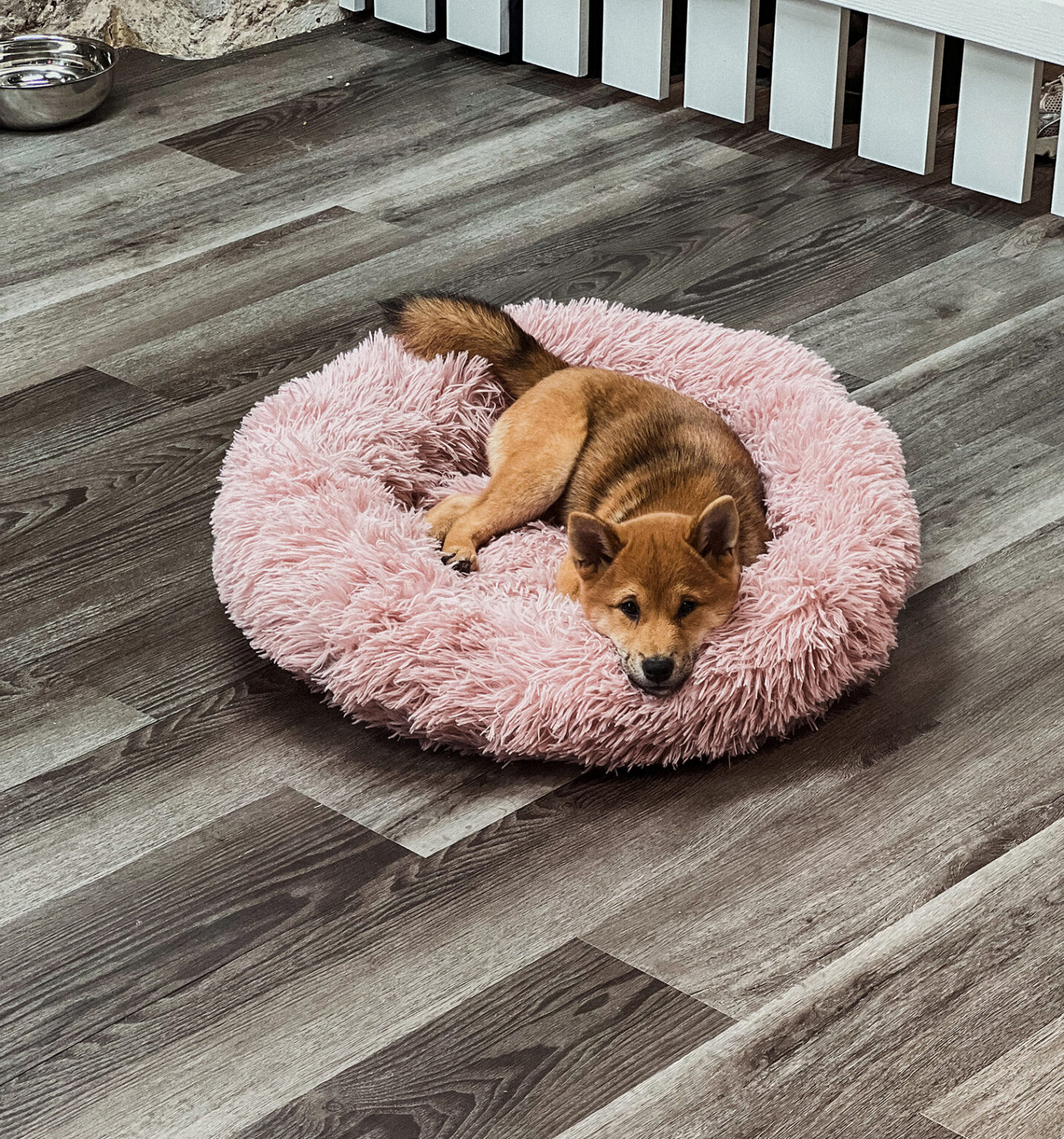 Shiba Inus With Love: London’s First Shiba Inu Dog Café | the food ...