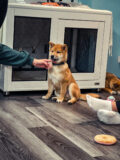 Shiba Inus With Love: London’s First Shiba Inu Dog Café | the food ...