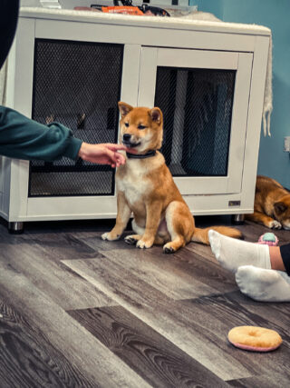 Shiba Inus With Love: London’s First Shiba Inu Dog Café | the food ...
