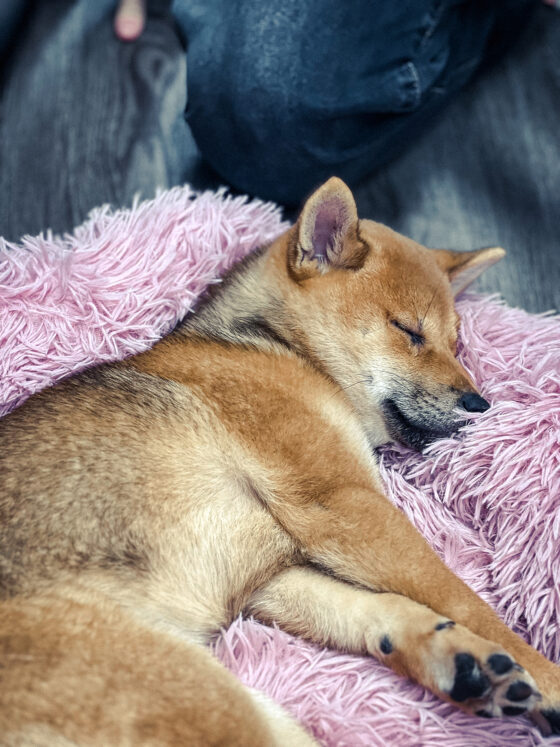 Shiba Inus With Love: London’s First Shiba Inu Dog Café | the food ...